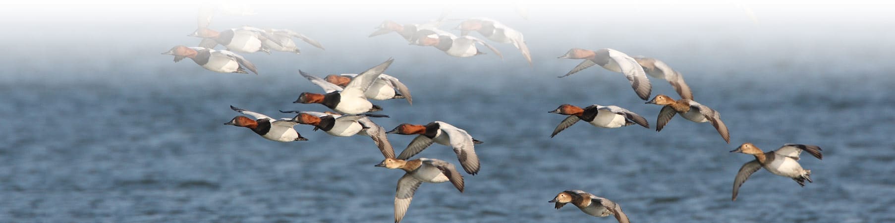 DEER HUNTING - Harrison's Outfitter Service - Maryland Hunting & Fishing