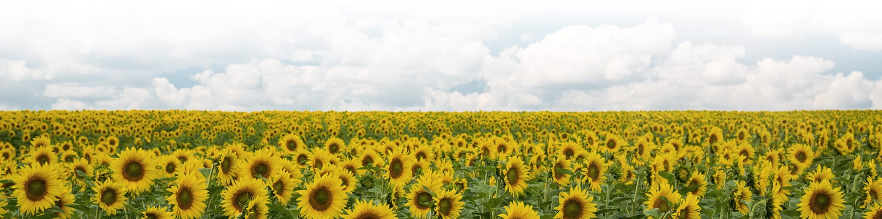 CHARTER FISHING - Harrison's Outfitter Service - Maryland Hunting & Fishing